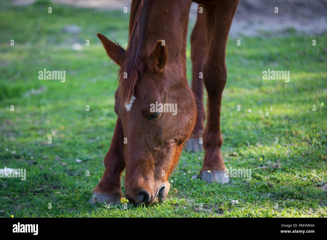Horsegrazing hi-res stock photography and images - Alamy