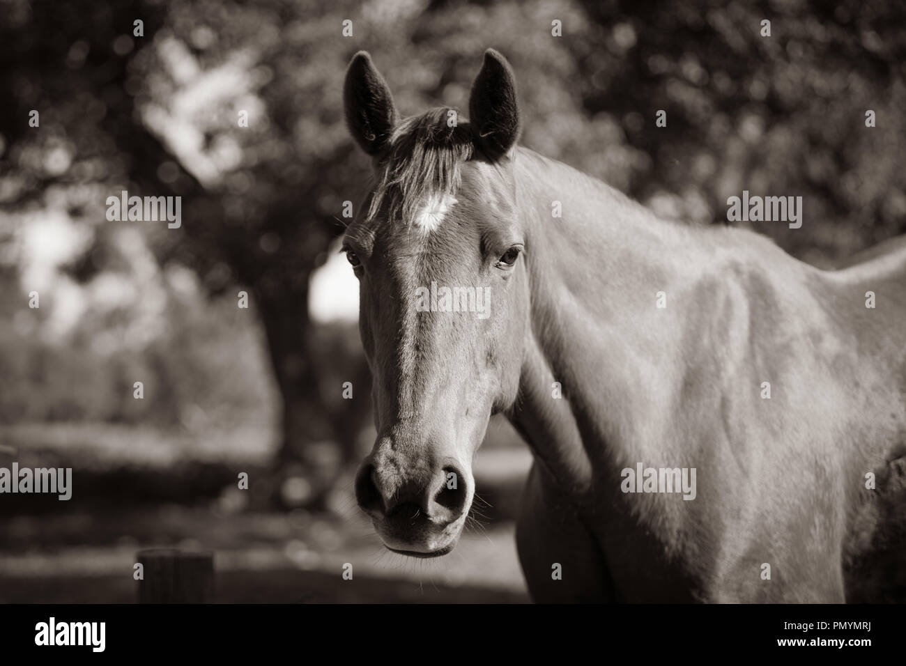 Sepia tone of a horse up in the Perth hills. One beautiful animal Stock ...