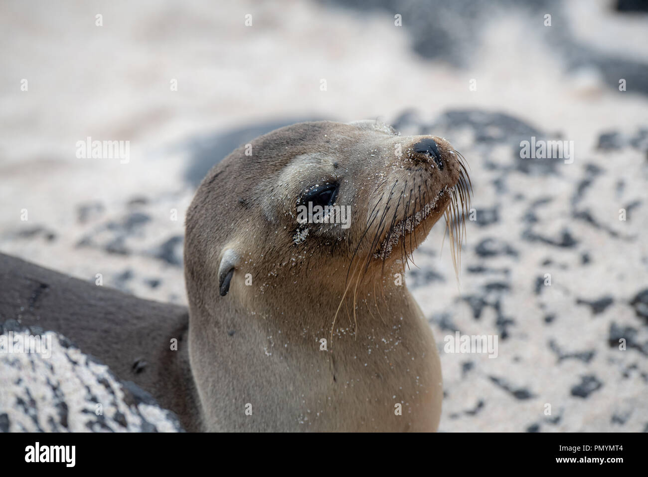 Only breeding fur seal in tropical waters hi-res stock photography and ...