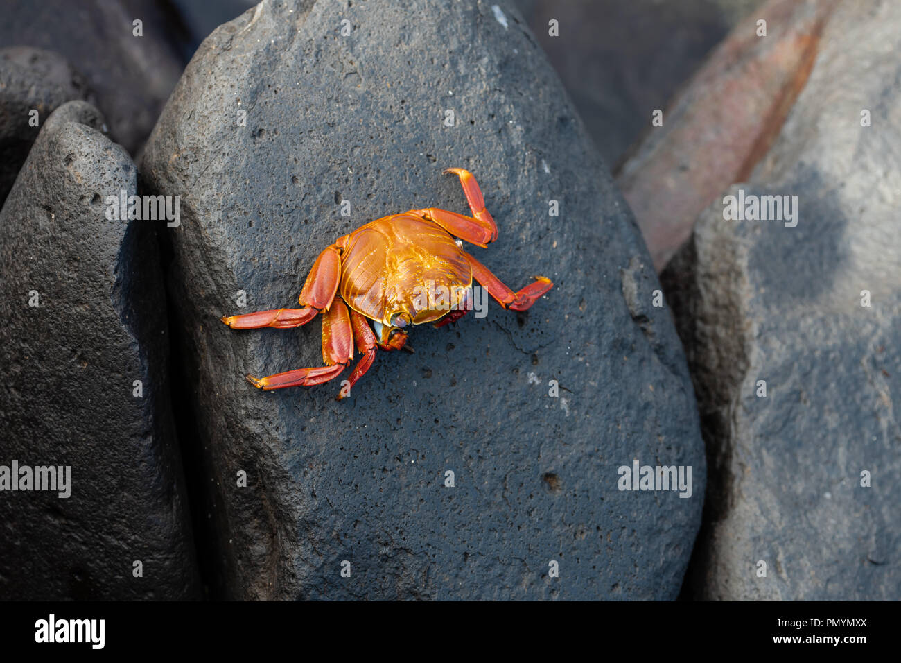 Grapsidae hi-res stock photography and images - Alamy