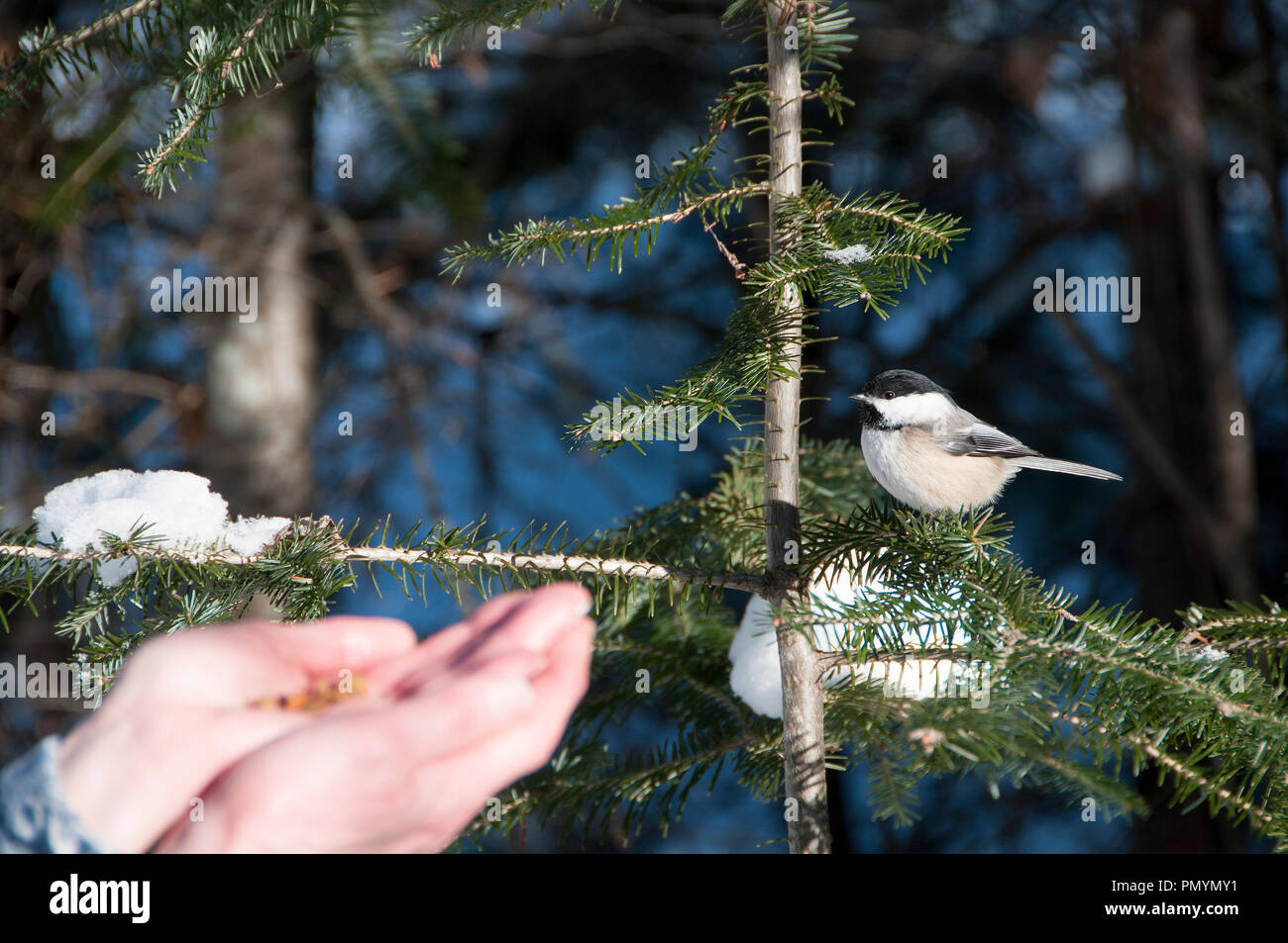 Chickadee bird on a human hand with spruce needles in its environment ...