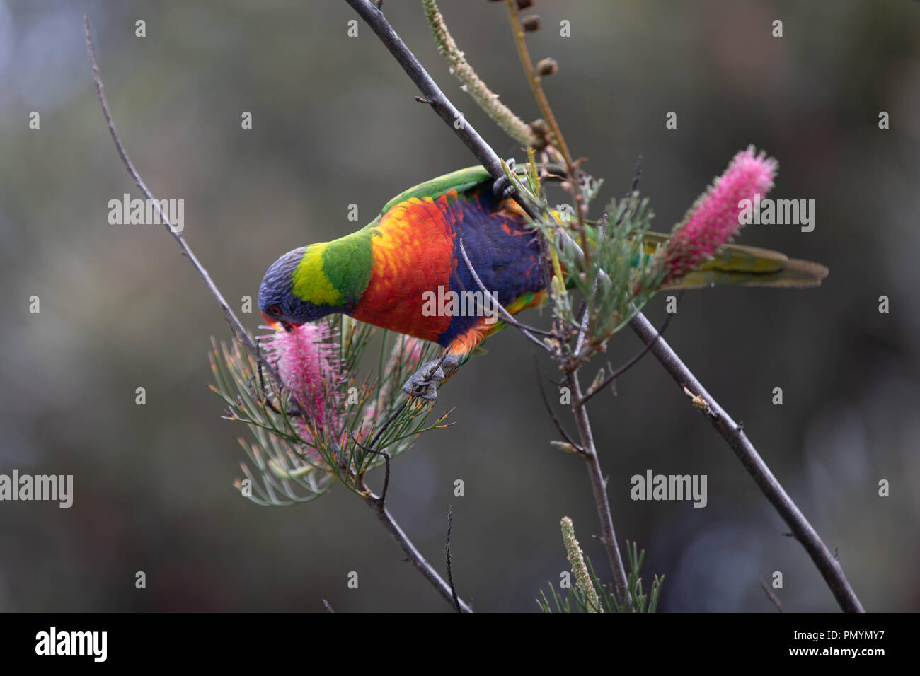 Nectar feeding parrot hi-res stock photography and images - Alamy