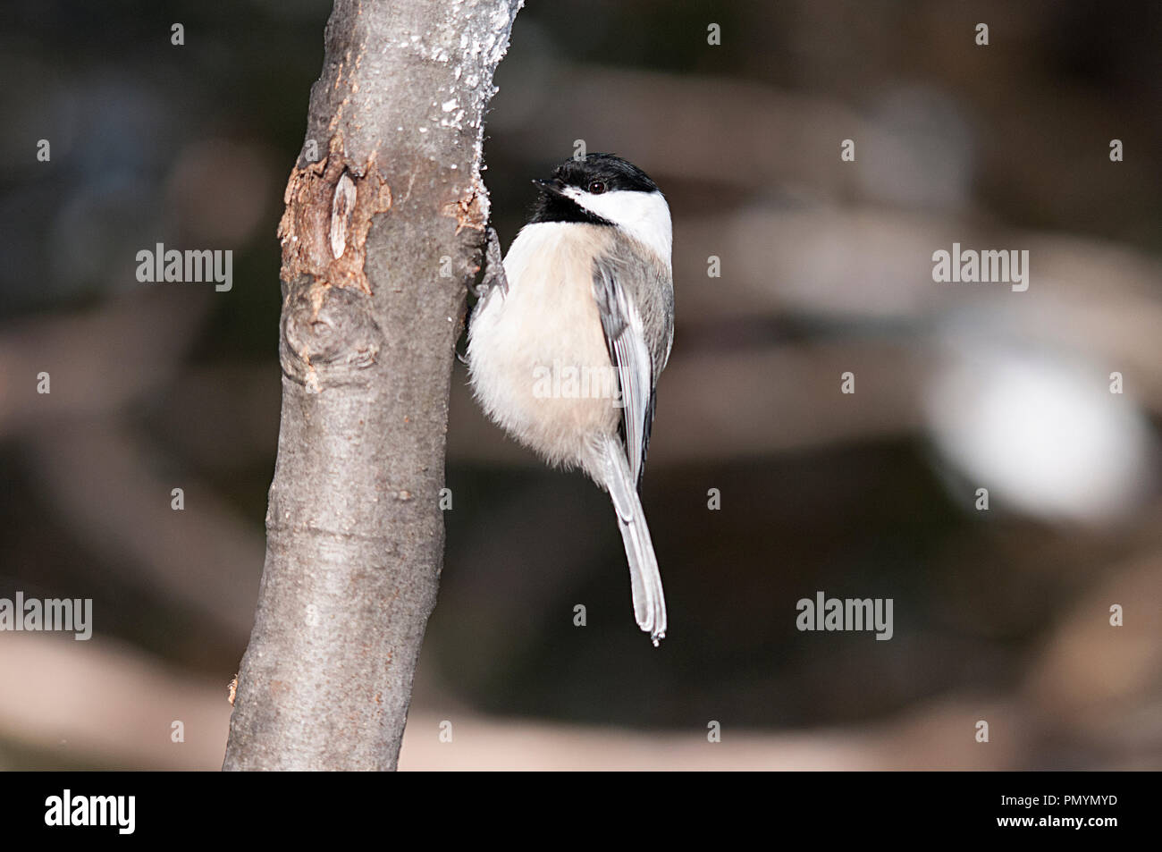Chickadee bird on a tree enjoying its surrounding Stock Photo - Alamy
