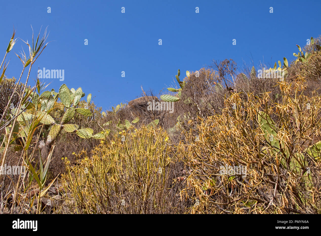 Dry and subtropical landscape with cactus and branches Stock Photo - Alamy