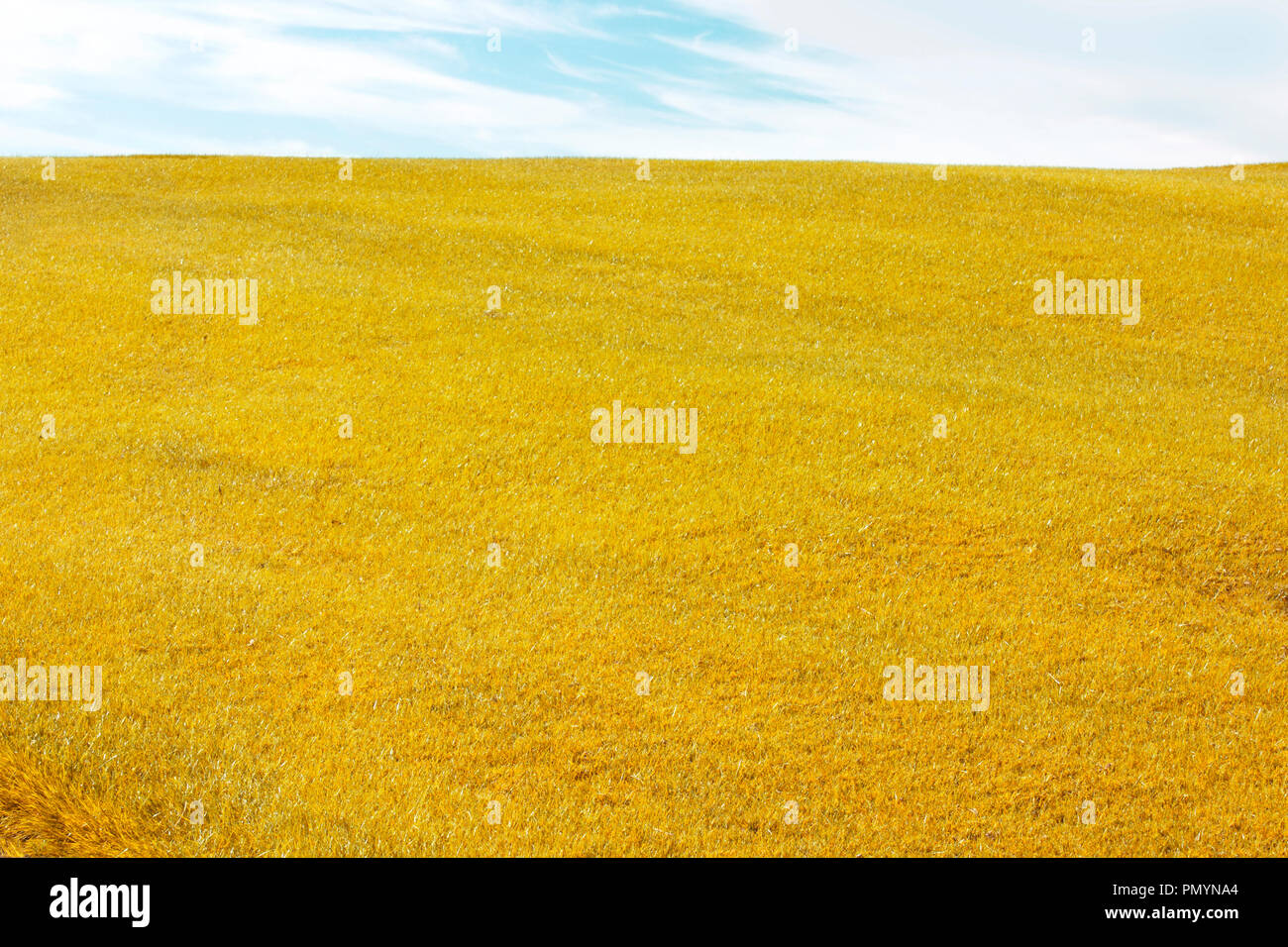 Autumn landscape. Yellow field meadow and a blue sky Stock Photo - Alamy
