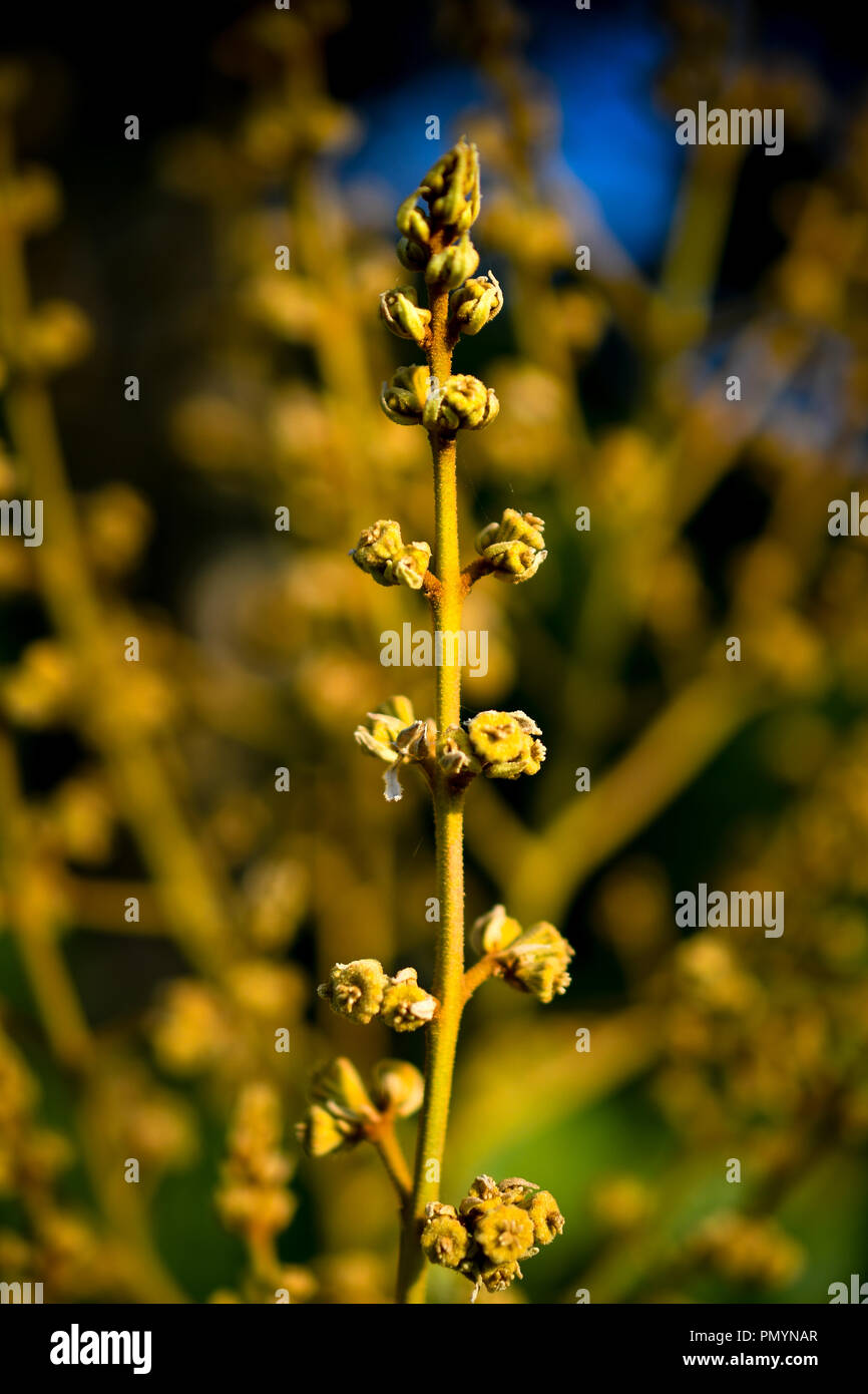 sun spring gardens Stock Photo - Alamy