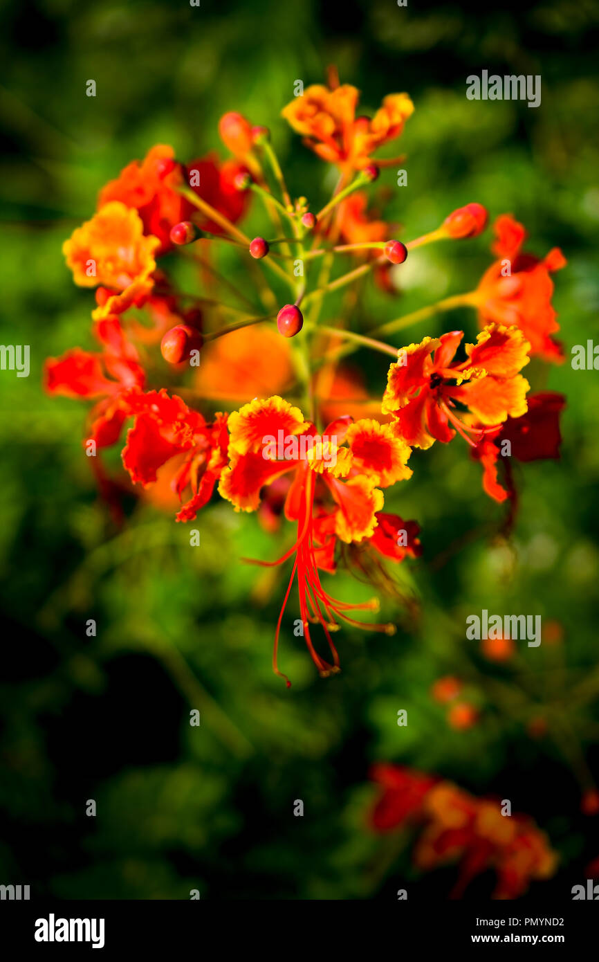 Beautiful colorful spring flower gardens hi-res stock photography and ...