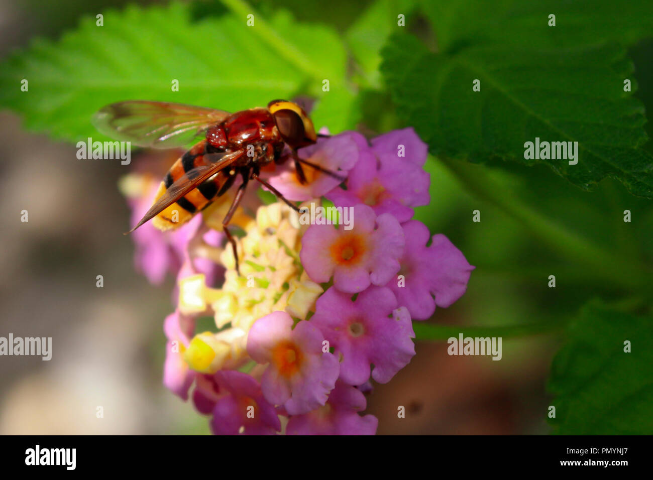 Volucella zonaria, Hornet mimic hoverfly on a Lantana Flower Stock ...