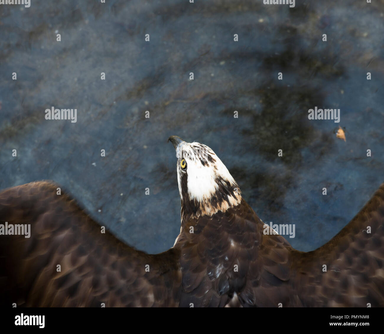 Osprey Bird flying over water enjoying its surrounding Stock Photo - Alamy