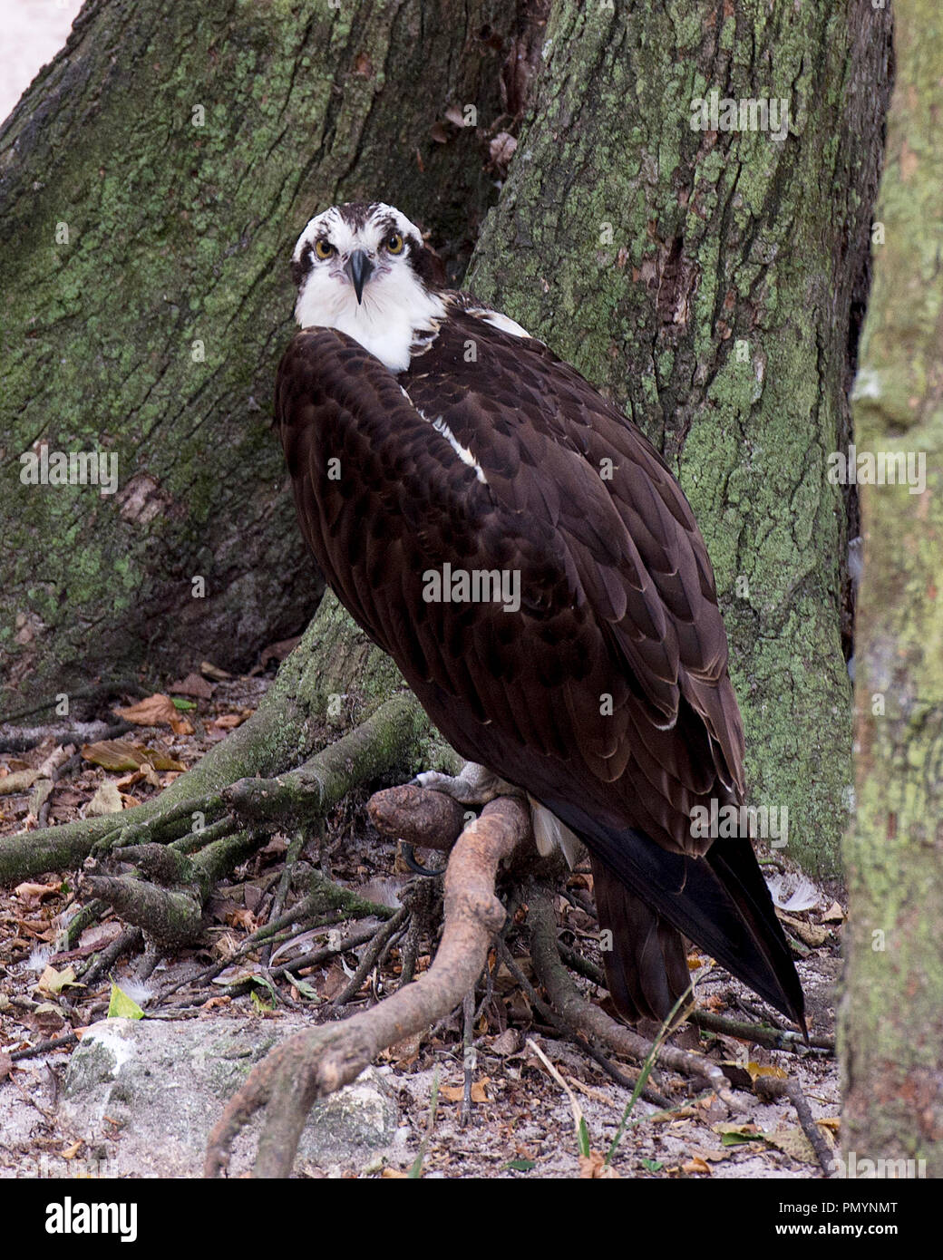 Bottom wings hi-res stock photography and images - Alamy