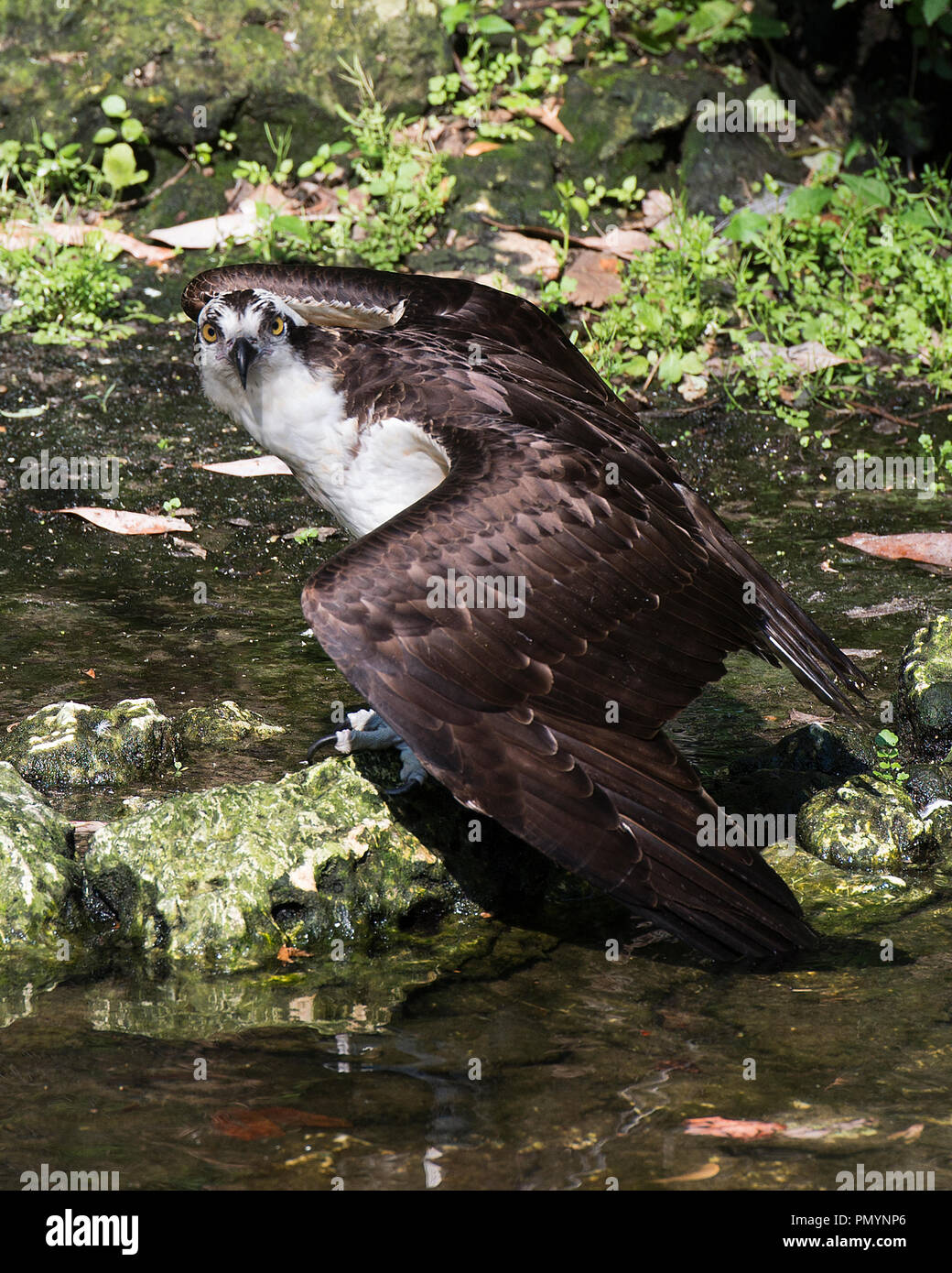 Osprey bird profile view hi-res stock photography and images - Alamy