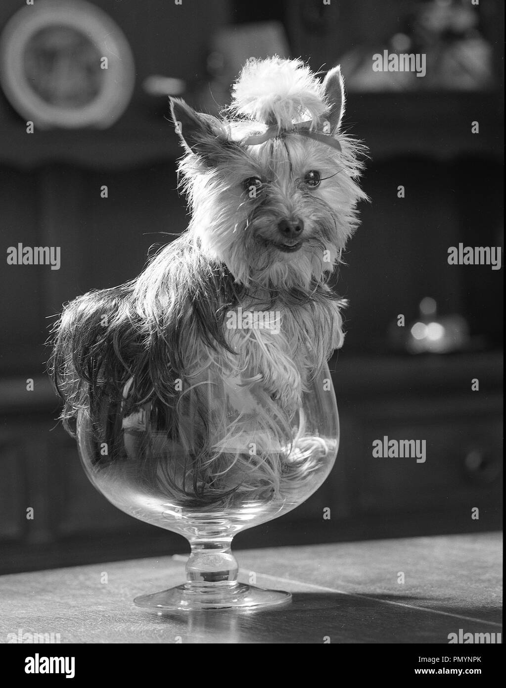 Brandy Black and White Stock Photos & Images - Alamy