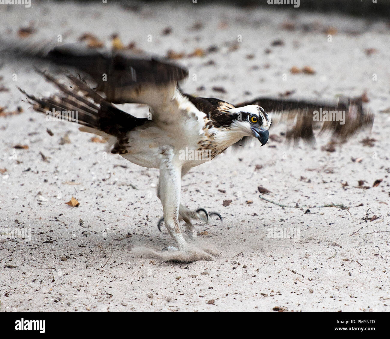 Osprey Bird with its wings spread enjoying its surrounding Stock Photo ...