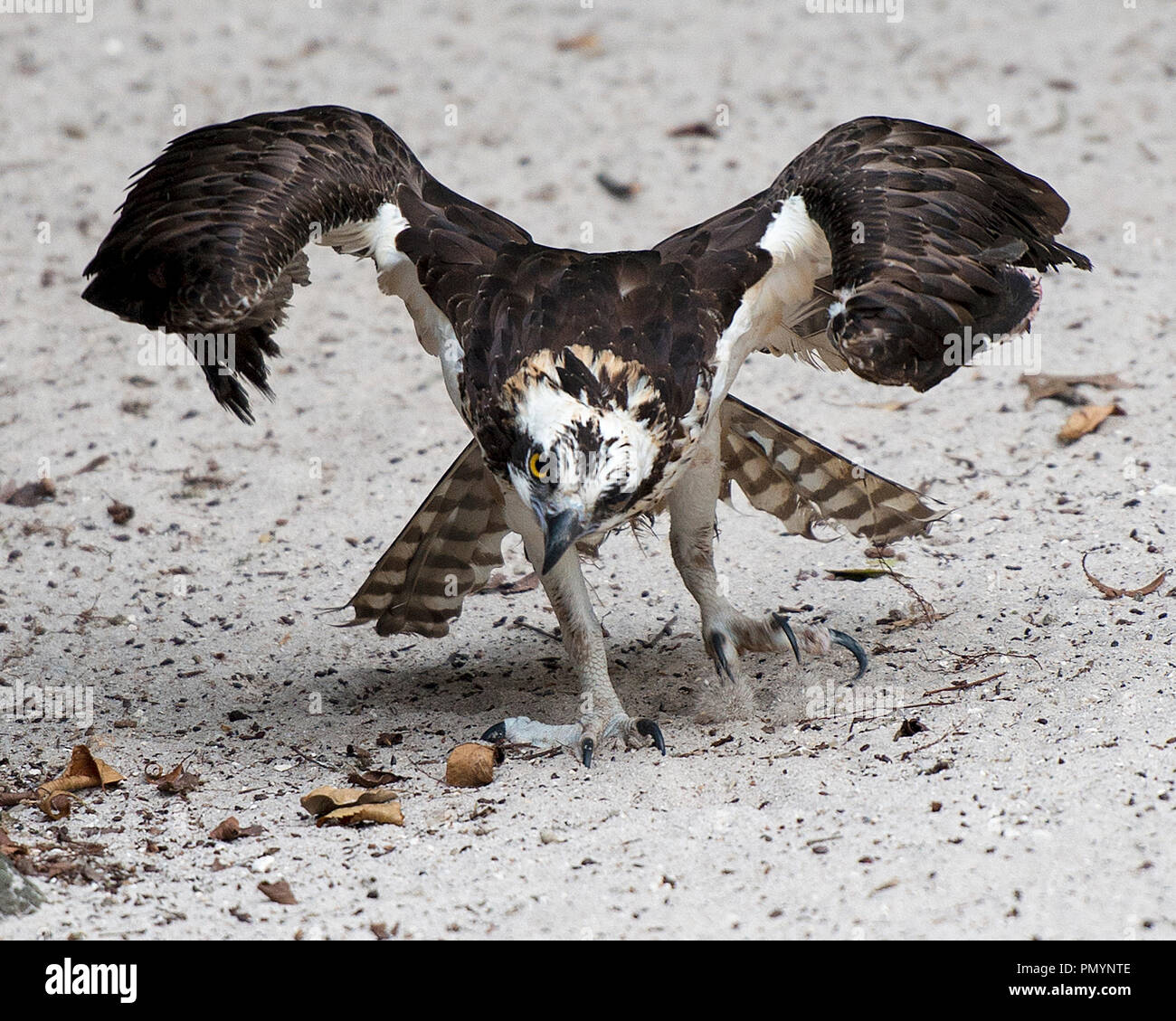 Osprey Bird with its wings spread displaying its brown feathers plumage ...