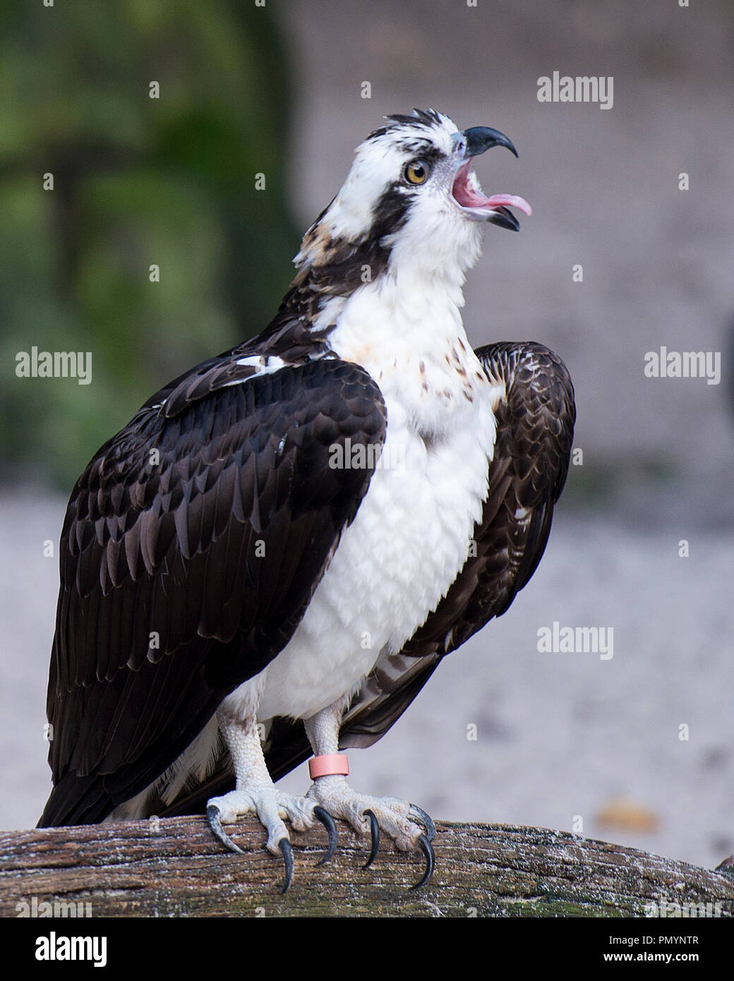 Osprey bird photos hi-res stock photography and images - Alamy