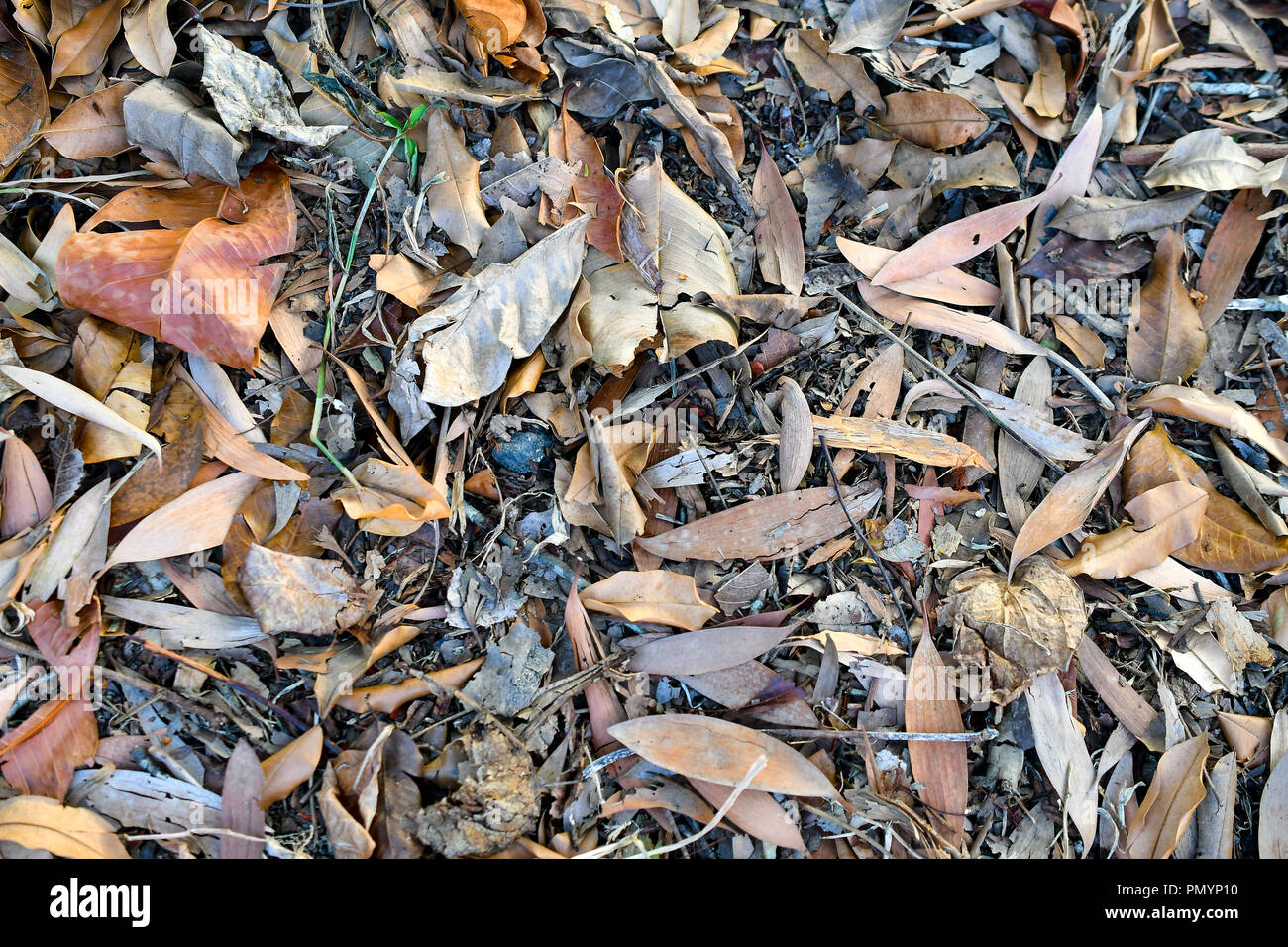 dried leaves on floor background Stock Photo - Alamy