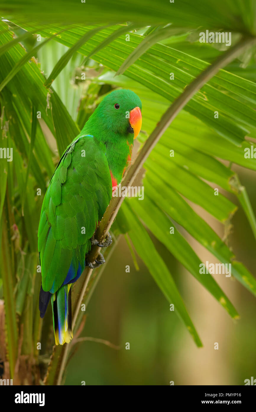 Eclectus Parrot - Eclectus roratus, beautiful colorful parrot from ...