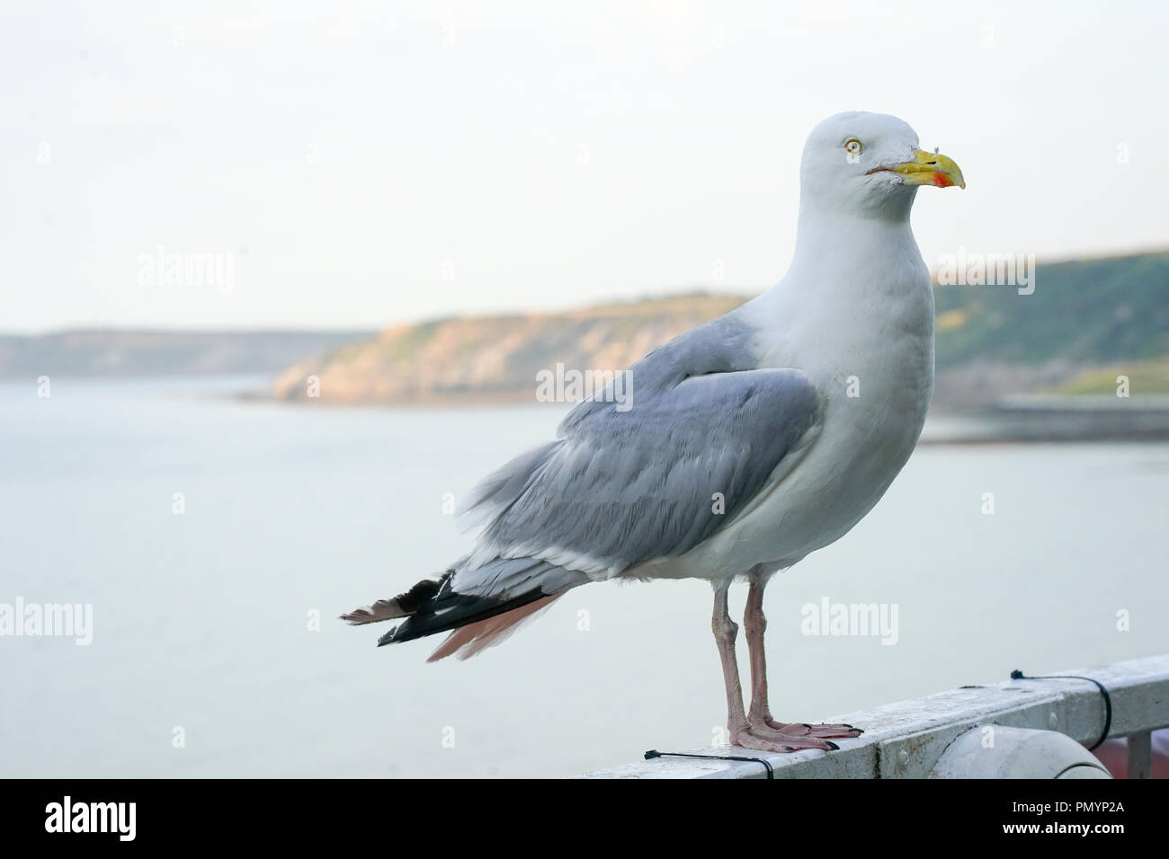 A seagull in Scarborough in Yorkshire, England. Photo date: Sunday ...