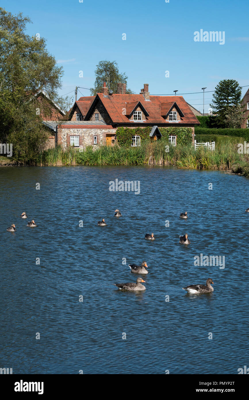 The pond in the picturesque village of Great Massingham, near Kings ...