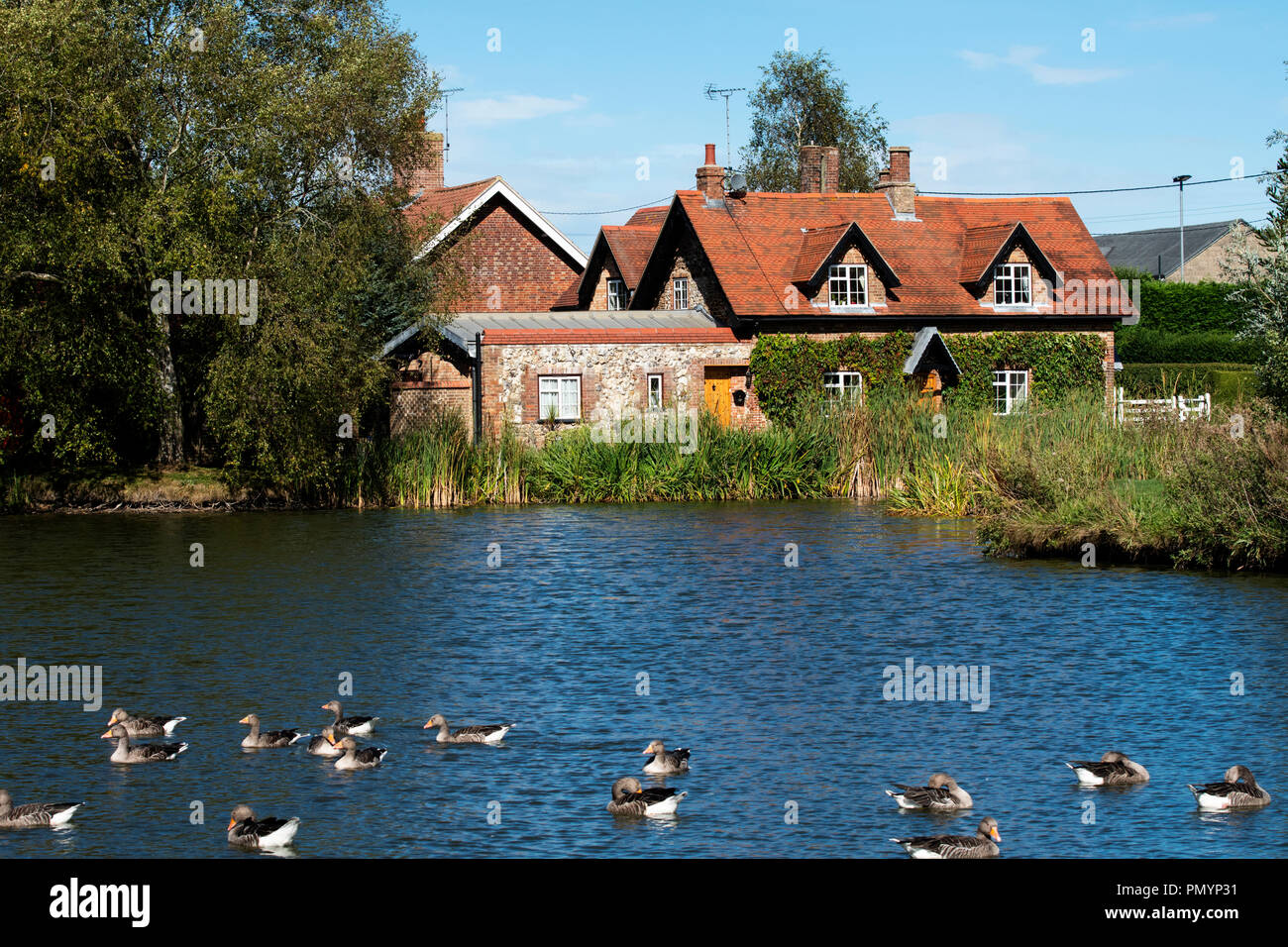 The pond in the picturesque village of Great Massingham, near Kings ...