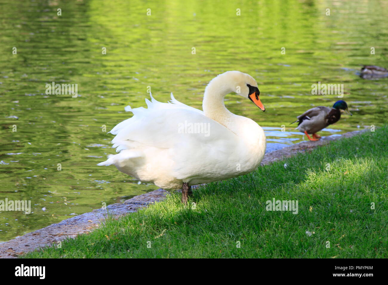Spirit of swan hi-res stock photography and images - Alamy