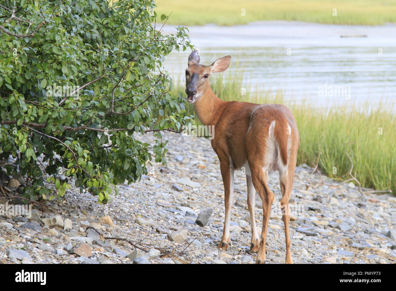 Deer Looking Back High Resolution Stock Photography and Images - Alamy