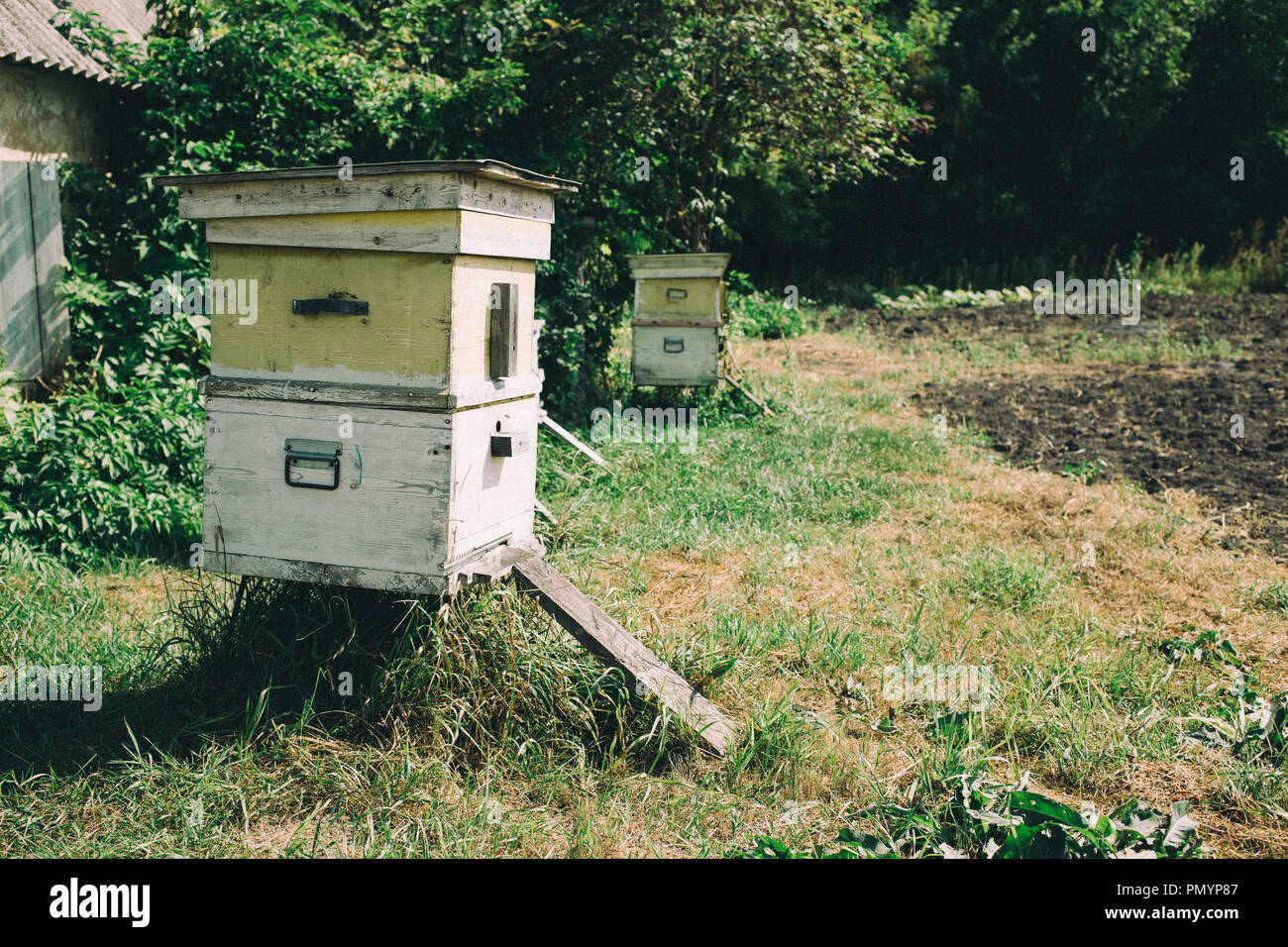 Swarm bees in old tree hi-res stock photography and images - Alamy