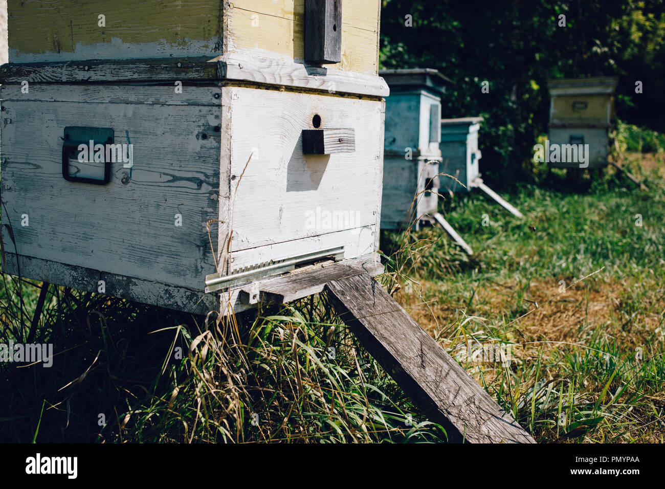 close up view Hives of bees in the apiary Stock Photo - Alamy