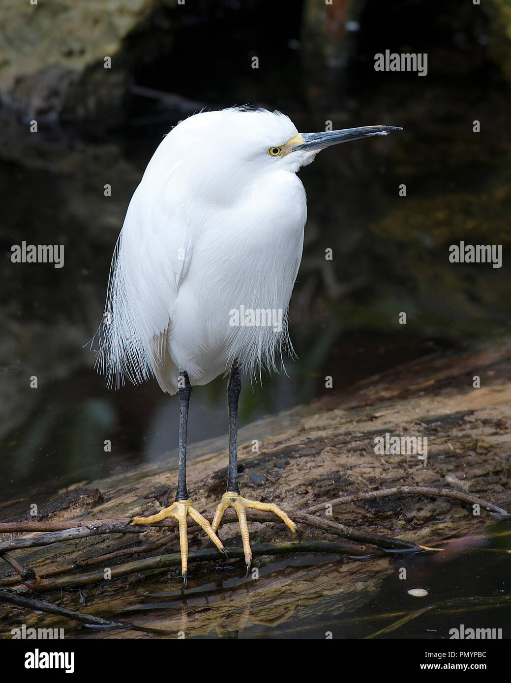Perch snowy egret tree hi-res stock photography and images - Alamy