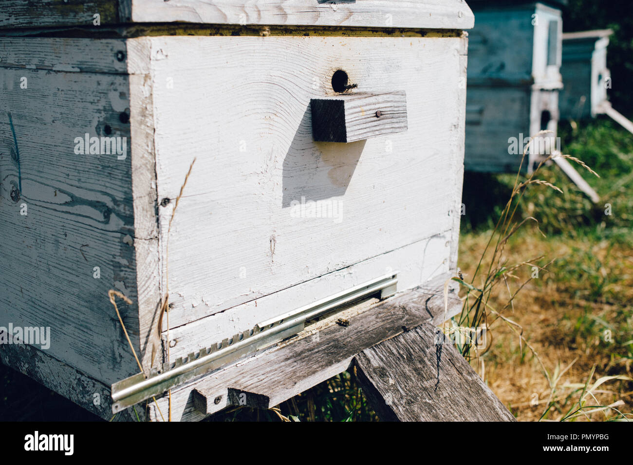 close up view Hives of bees in the apiary Stock Photo - Alamy