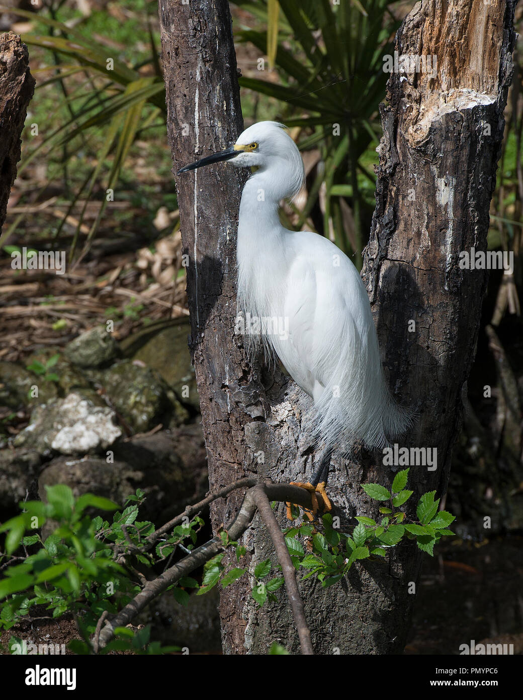 Perch snowy egret tree hi-res stock photography and images - Alamy