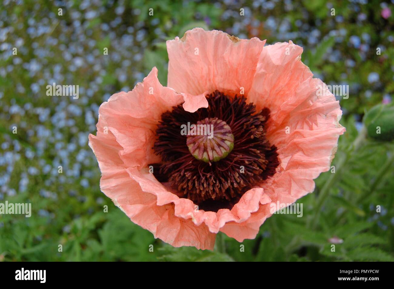 Poppy open hi-res stock photography and images - Alamy