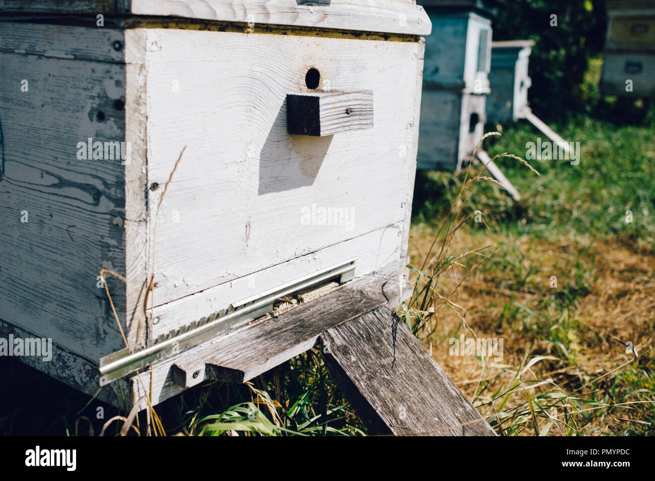 close up view Hives of bees in the apiary Stock Photo - Alamy