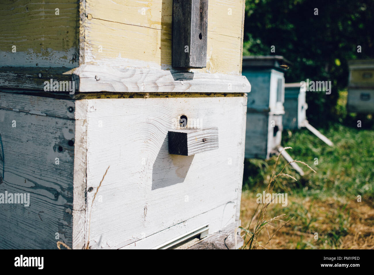 Close up view beautiful pied hi-res stock photography and images - Alamy