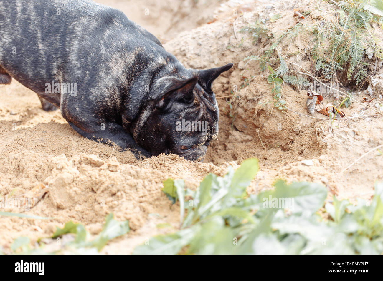 French bulldog digging in the sand, a dog hunting Stock Photo - Alamy