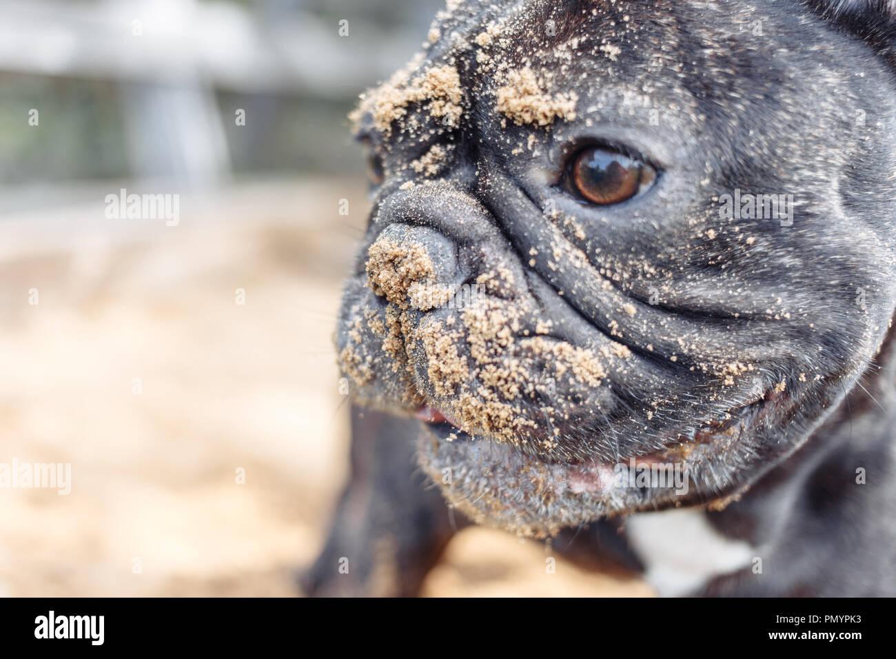 French bulldog digging in the sand, close up dog face Stock Photo - Alamy