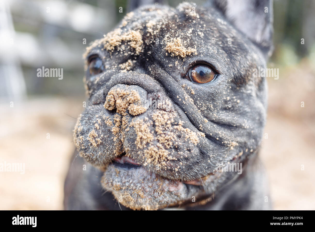 French bulldog digging in the sand, close up dog face Stock Photo - Alamy