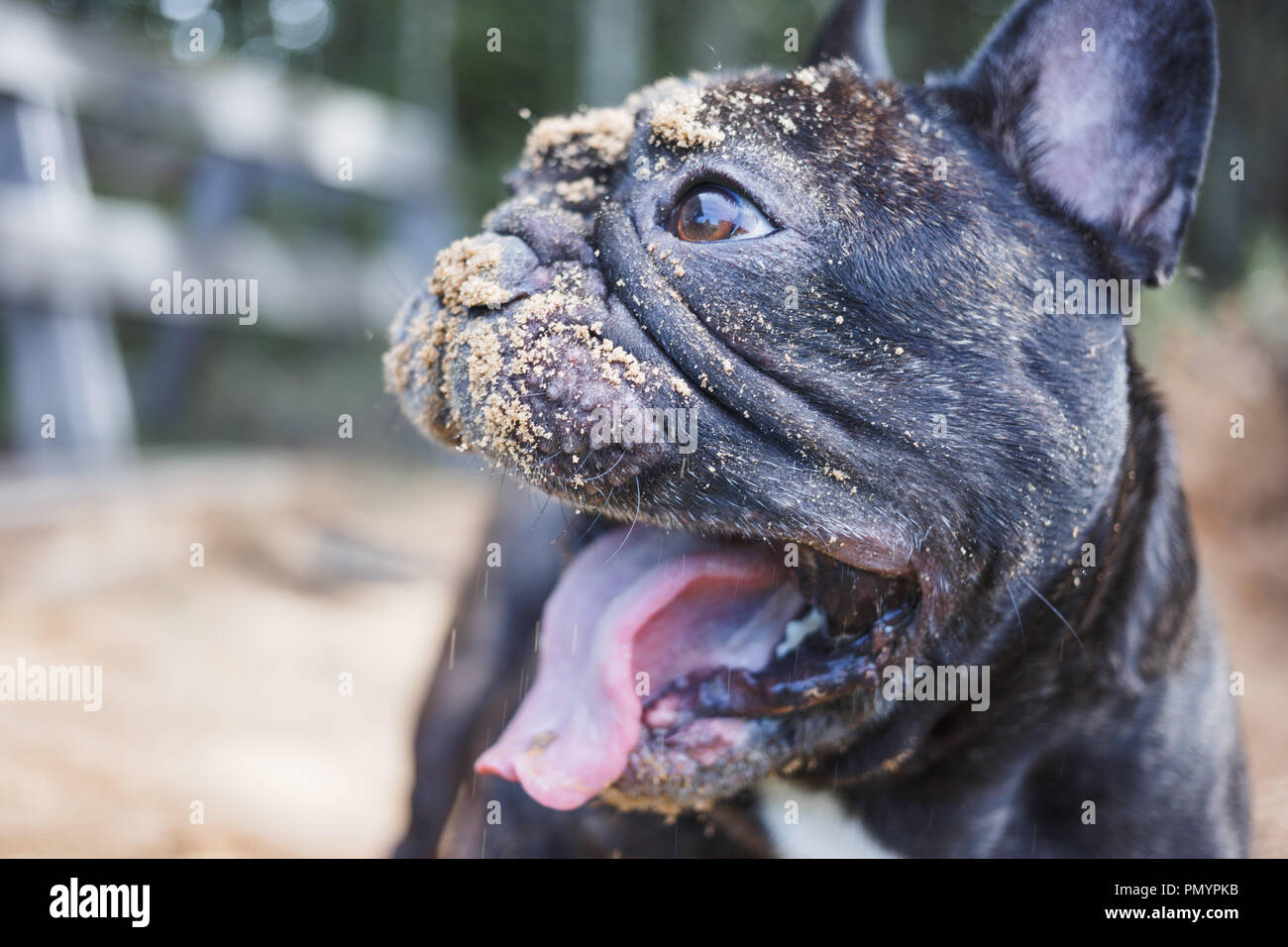 French bulldog digging in the sand, close up dog face Stock Photo - Alamy