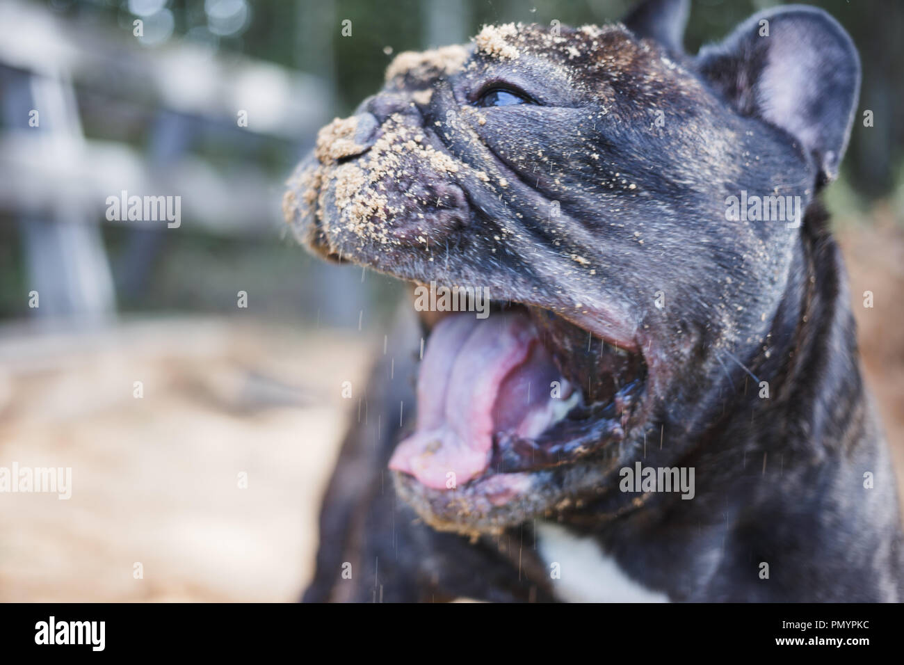 French bulldog digging in the sand, close up dog face Stock Photo - Alamy