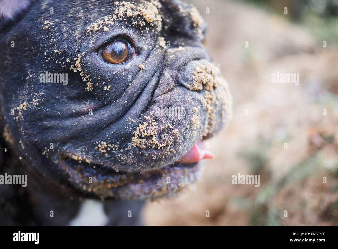 French bulldog digging in the sand, close up dog face Stock Photo - Alamy