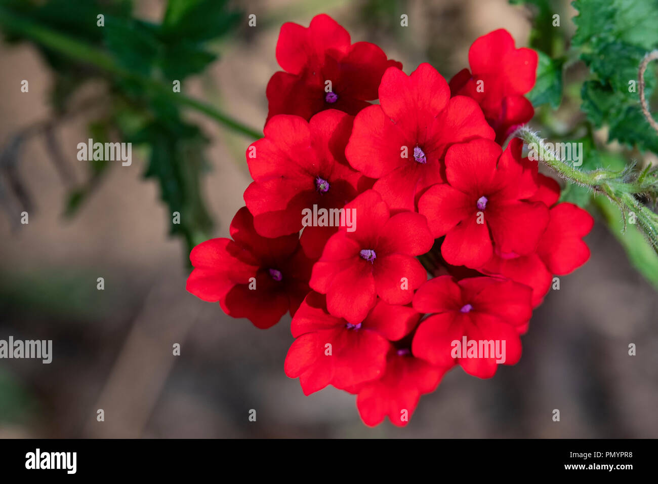 Verbena Growing High Resolution Stock Photography and Images - Alamy