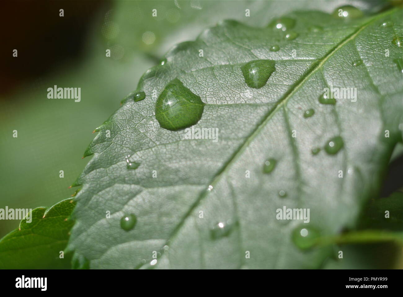 Water rose leaves hi-res stock photography and images - Alamy