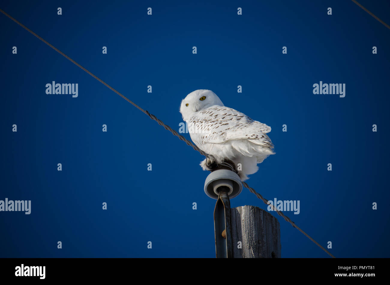 Eagle with mouse in talons hi-res stock photography and images - Alamy