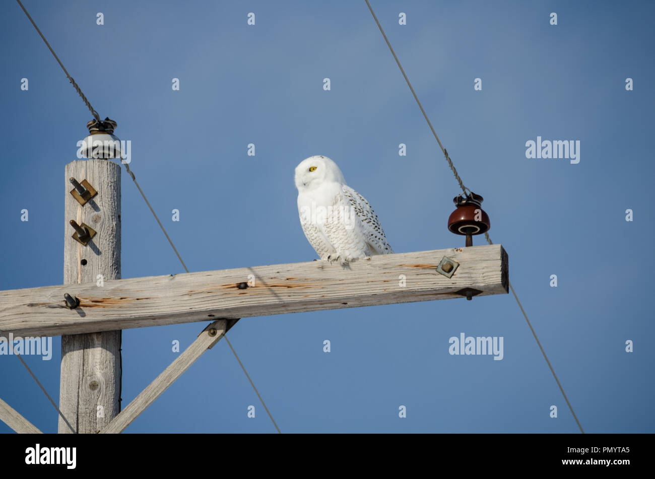 Eagle Hunting Mouse High Resolution Stock Photography and Images - Alamy