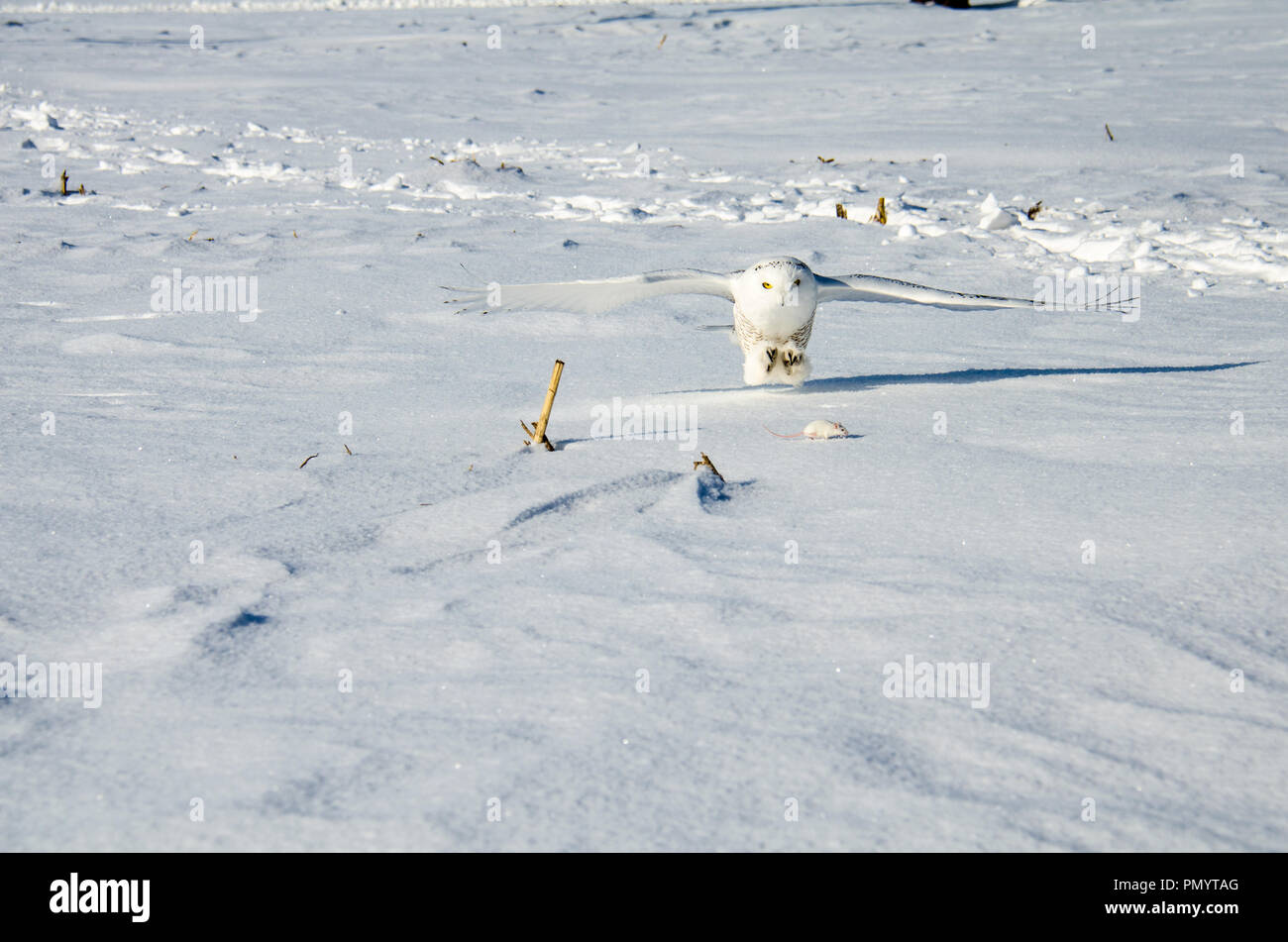 Snowy owl eating hi-res stock photography and images - Alamy