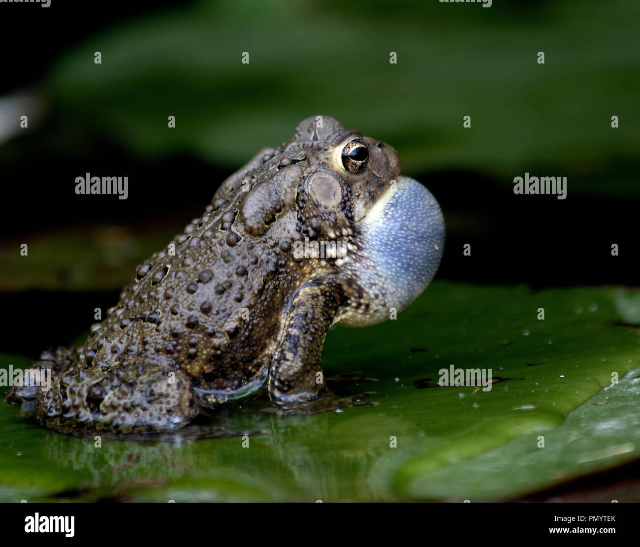 Frog peepig hi-res stock photography and images - Alamy
