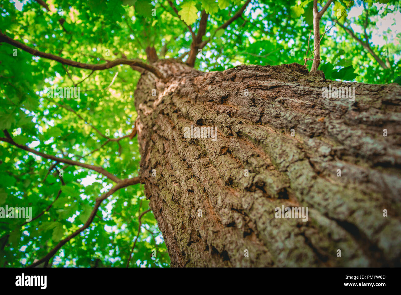 Tree from below with a shallow depth of field Stock Photo - Alamy