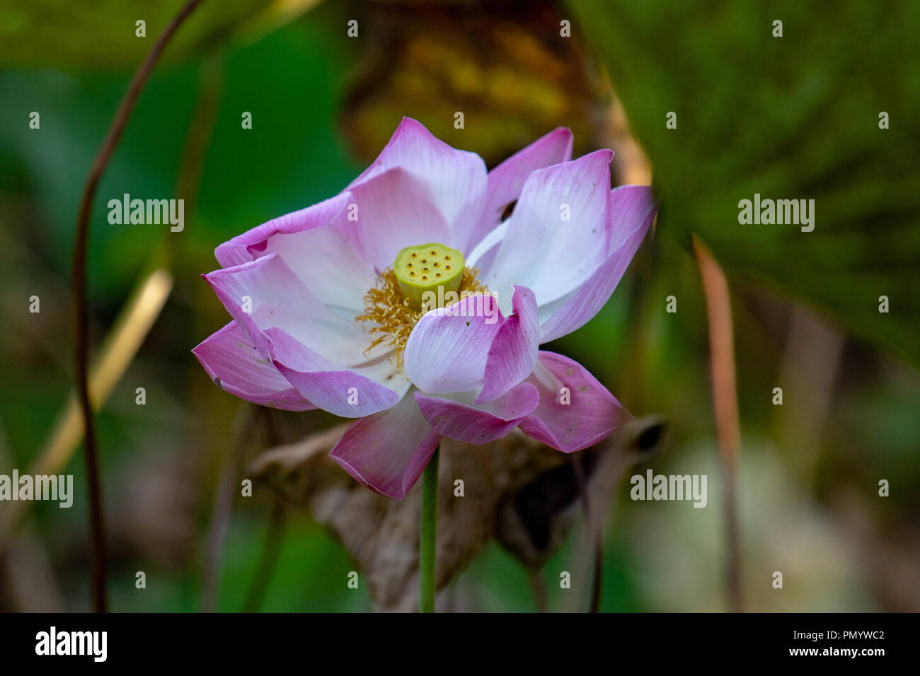 Water Flowers at Harrison Smith Botanical Garden, Tahiti, French ...