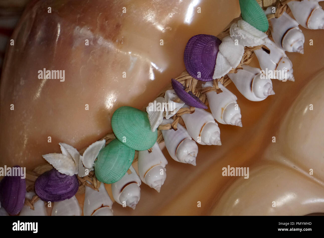 Polynesia shell necklage close up Stock Photo - Alamy