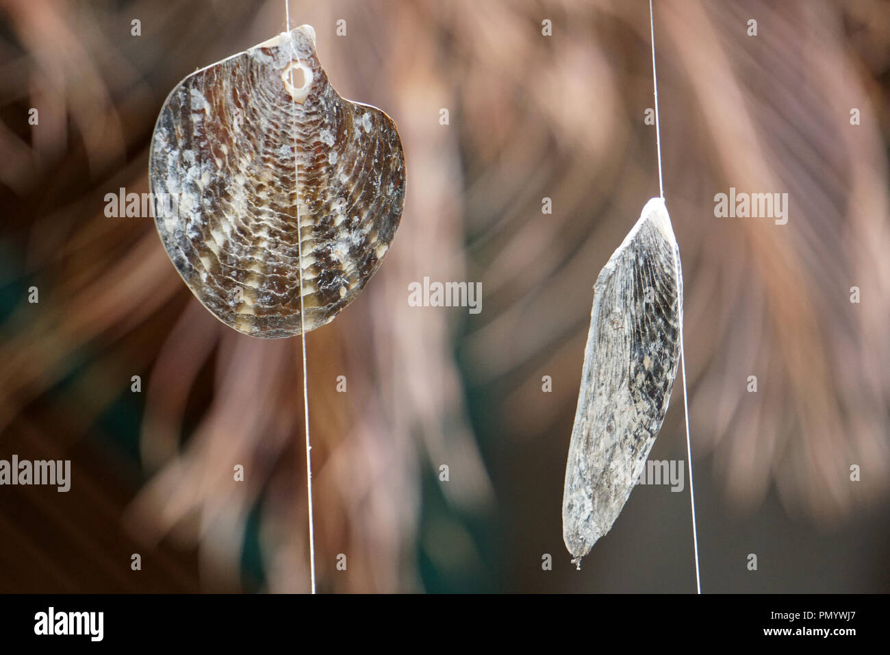 Polynesia shell necklage close up Stock Photo - Alamy